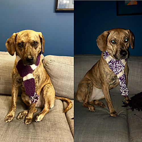 Jaunty Reflective Dog Scarf : r/knitting