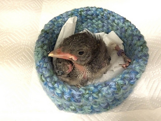 Ravelry: Bird and Wildlife Rescue Nests pattern by Karlen Gunderson